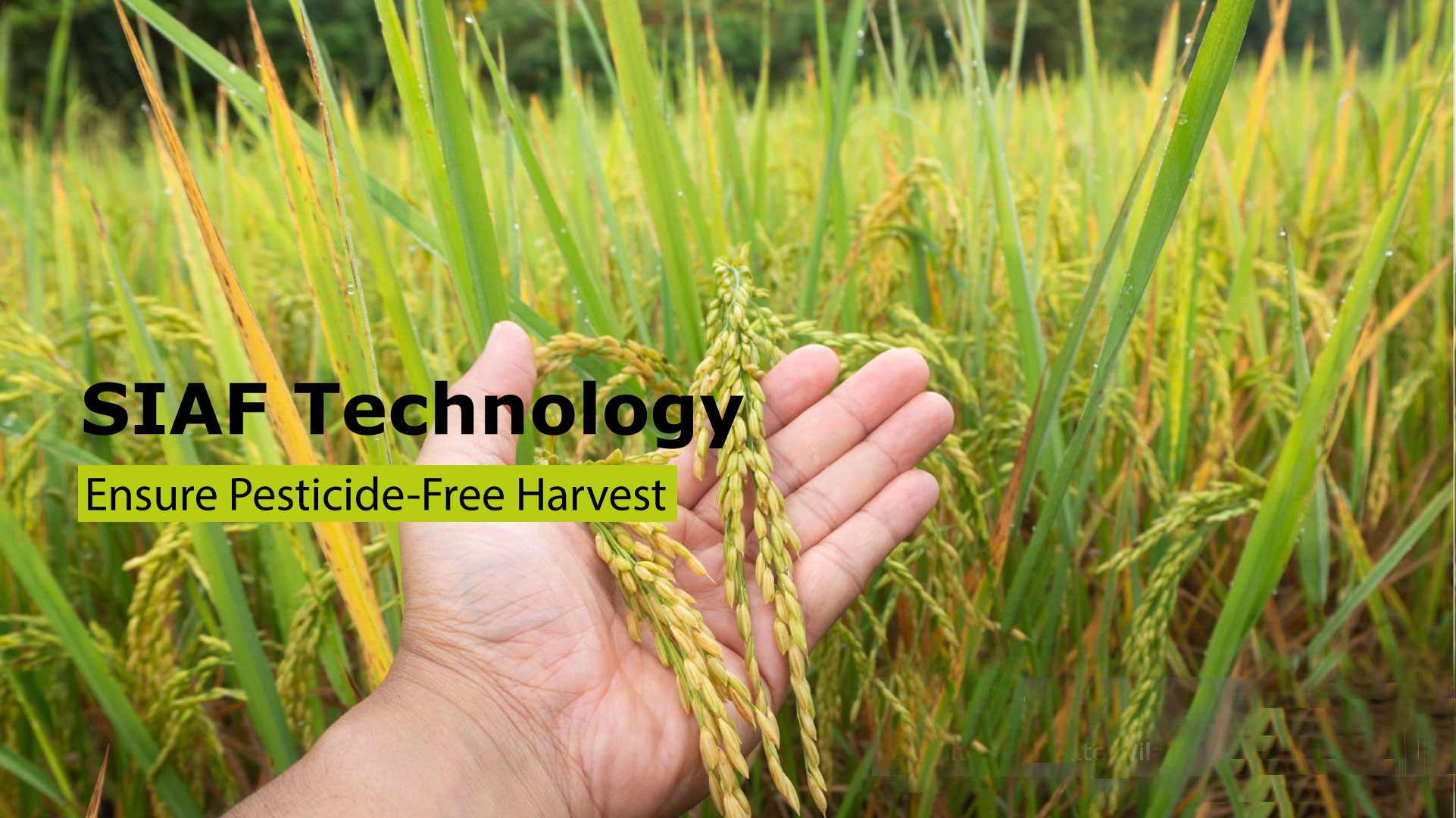 Asia Smart Farming & Food Security 2024